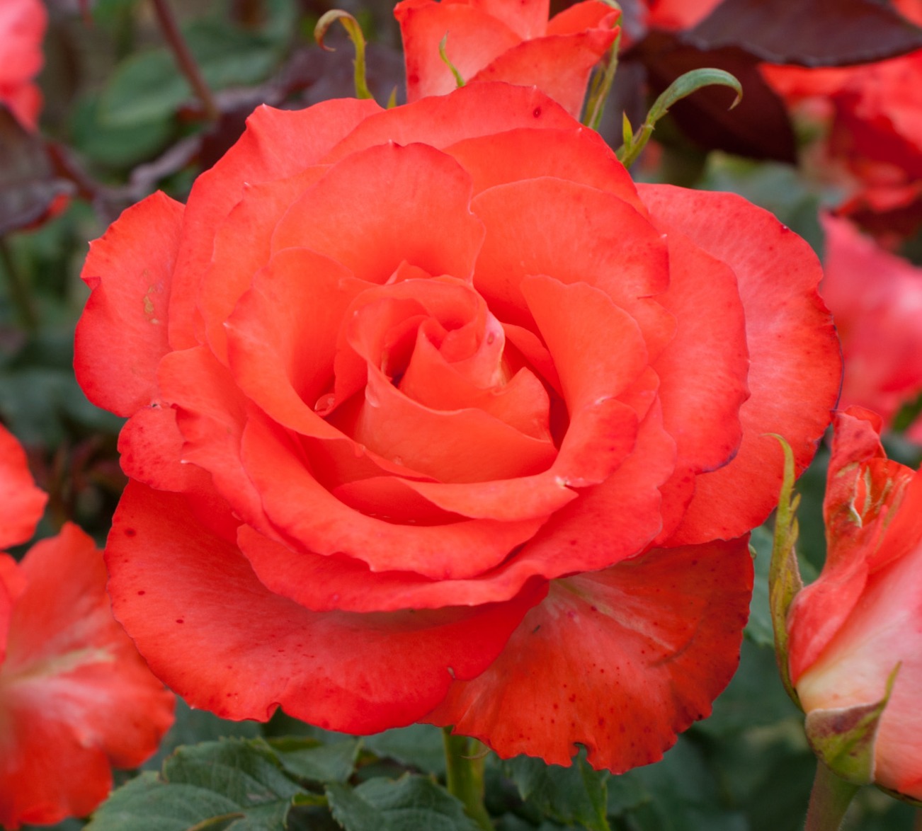 Rosa Marieken Stam 100-120